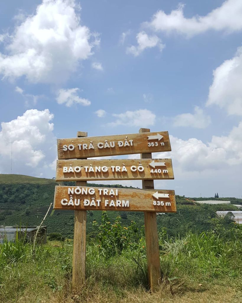 Review Đồi chè Cầu Đất săn mây Đà Lạt từ trên cao - Halo Travel